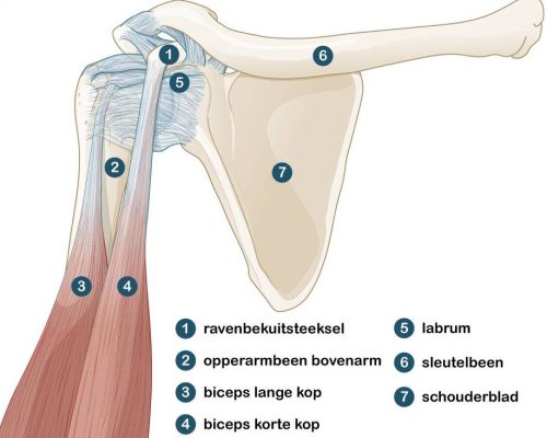 Schouderklachten met fysiotherapie verhelpen Hoorn | Daily Fysio